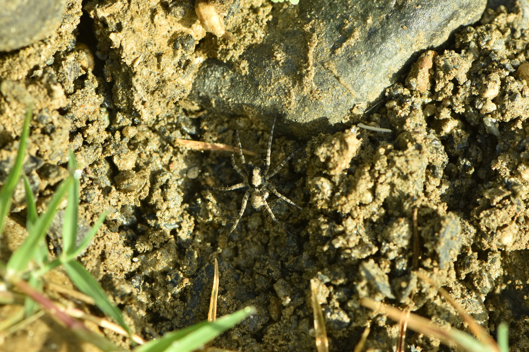 Wadicosa Zyuzin, 1985