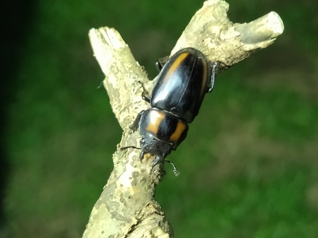 Prosopocoilus biplagiatus from 香港西貢市 on July 09, 2022 at 10:13 PM by ...