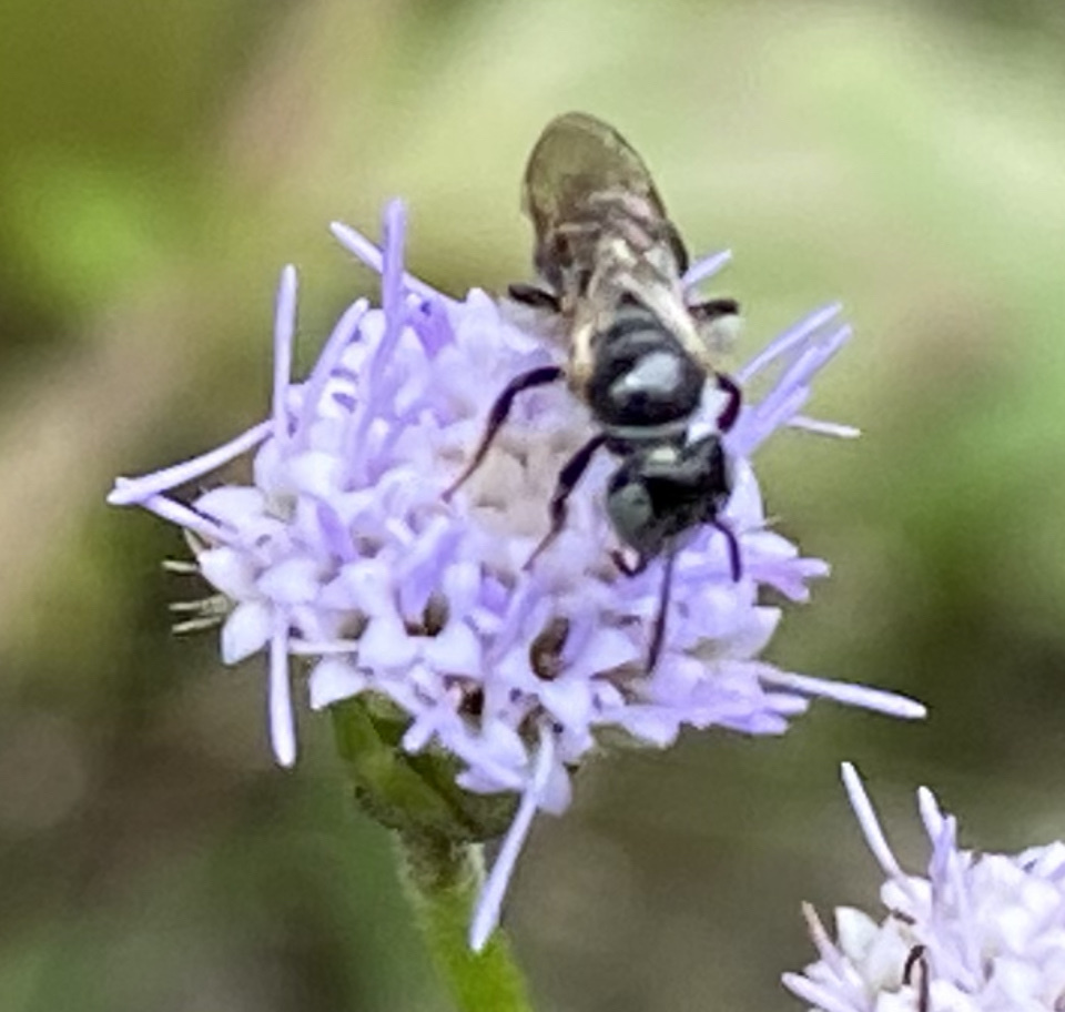 Black Reed Bees from Chabang Tiko, Pattani, Pattani, TH on July 10 ...