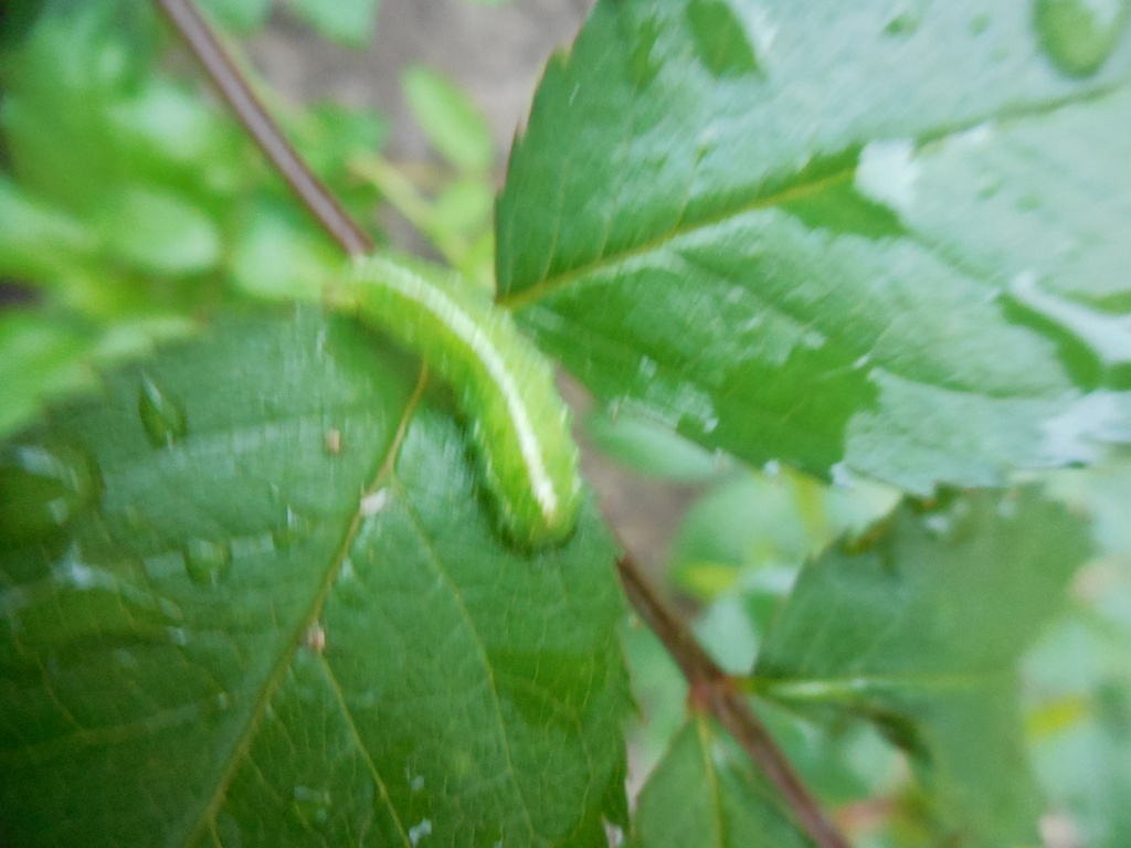 Winged and Once-winged Insects from Vichuga, Ivanovo Oblast, Russia on ...