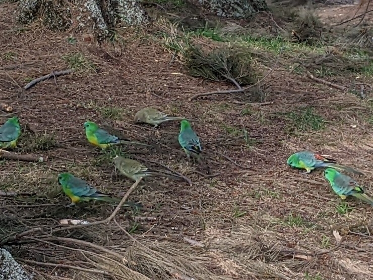 Red-rumped Parrot from Belconnen ACT 2617, Australia on July 10, 2022 ...