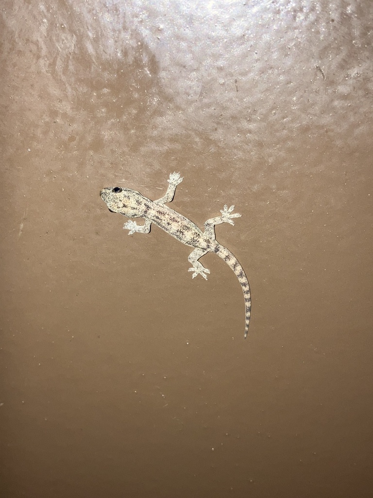 Typical Geckos from British Indian Ocean Territory on July 6, 2022 at ...