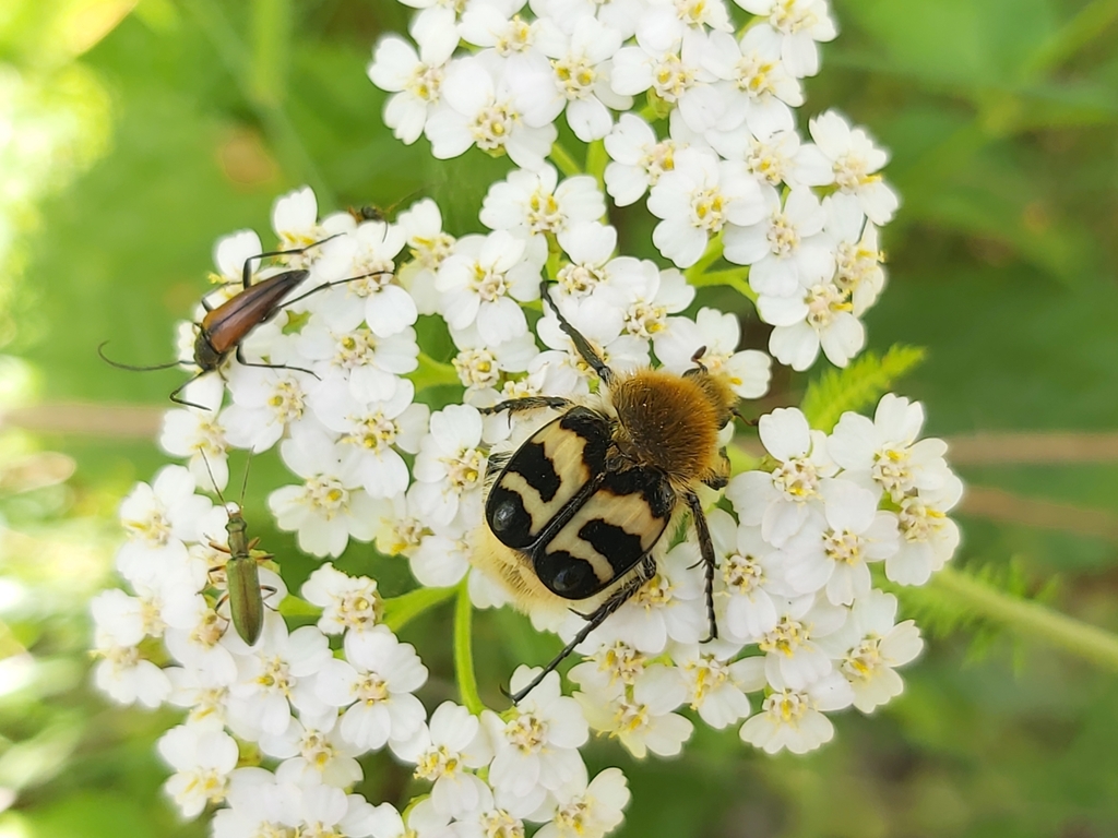 Eurasian Bee Beetle from 62185, Lietuva on July 09, 2022 at 02:36 PM by ...