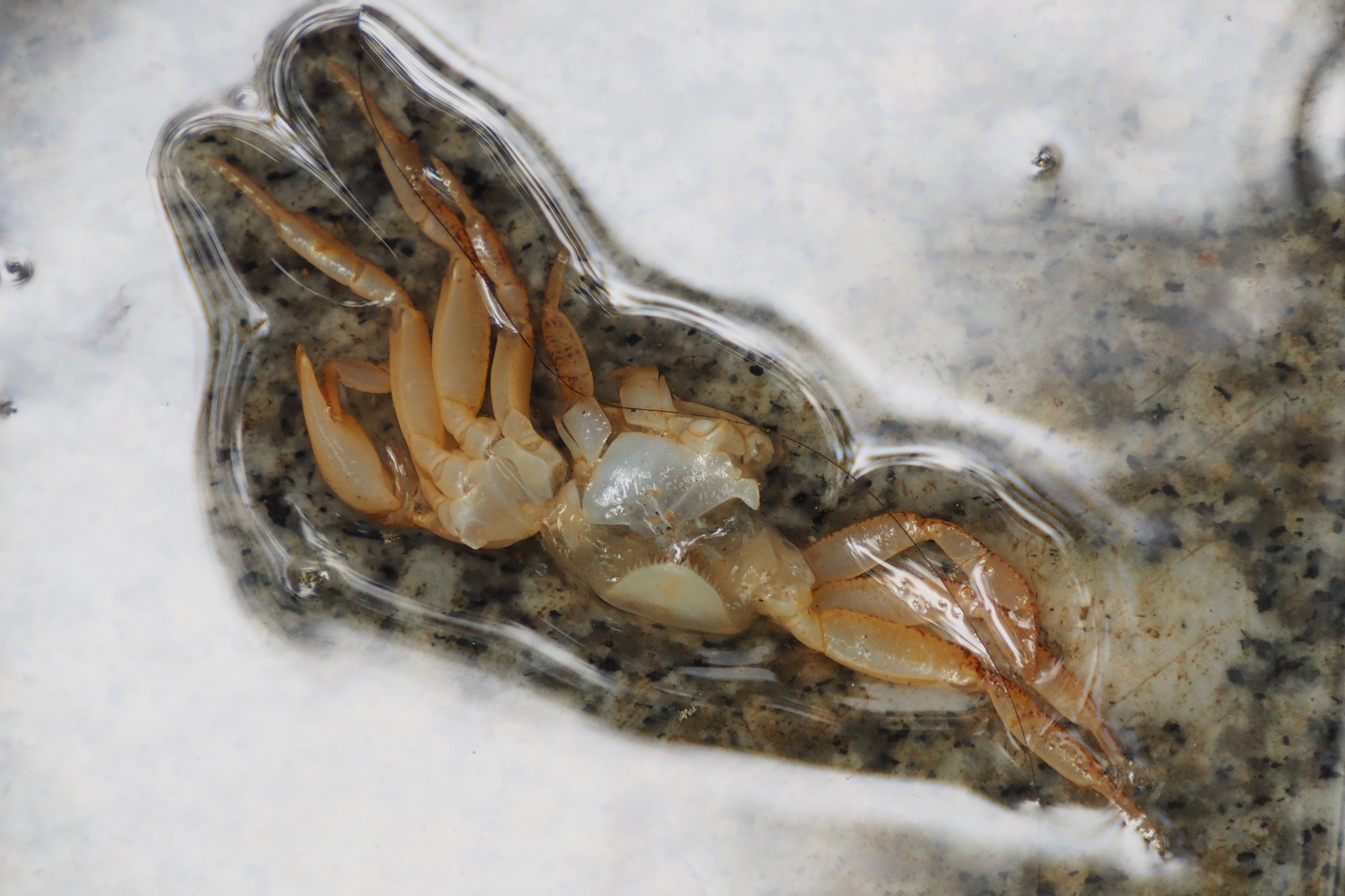 Parasesarma pictum (De Haan, 1835)