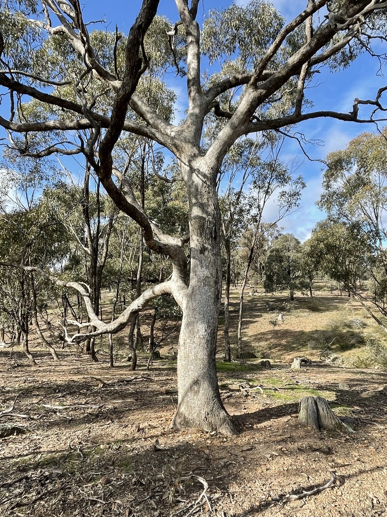 grey box in July 2022 by timfitzgerald · iNaturalist