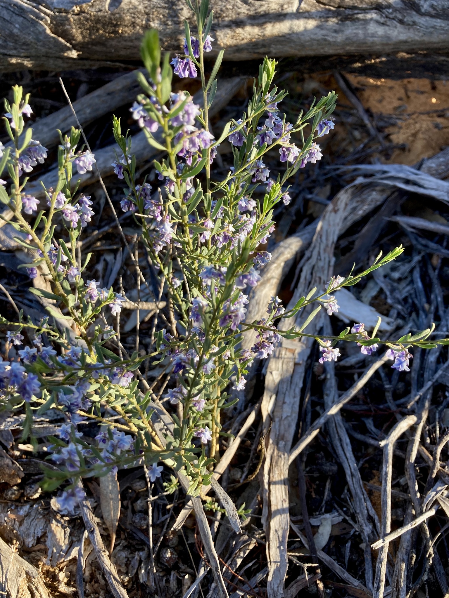 Pigea floribunda (Lindl.) Lindl.