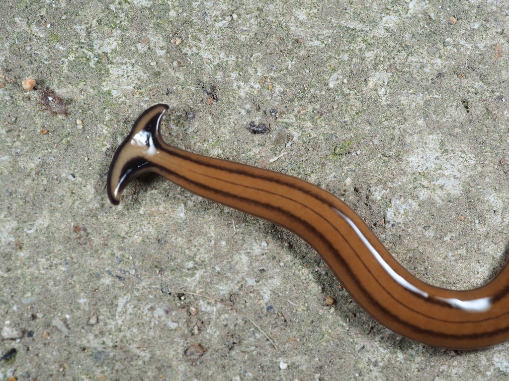 Hammerhead Worms from 中國浙江省台州市 on June 27, 2019 at 10:27 PM by Zhang ...