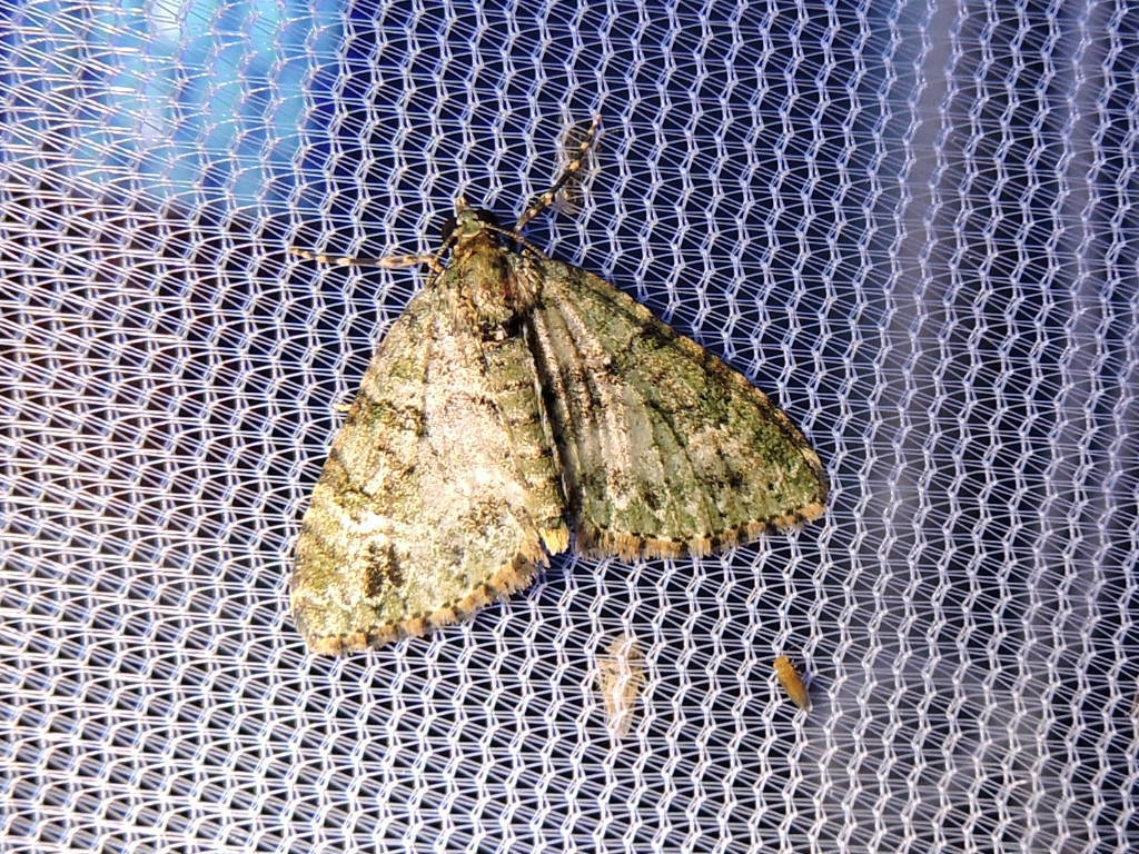 Hammaptera Moth from Tarrant County, US-TX, US on July 13, 2015 by Sam ...