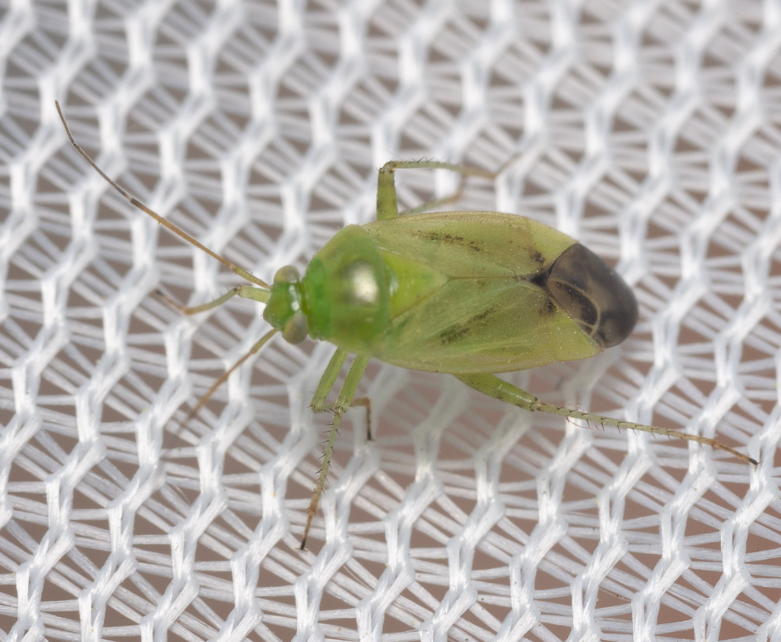 Apolygus lucorum (Meyer-Dur, 1843)