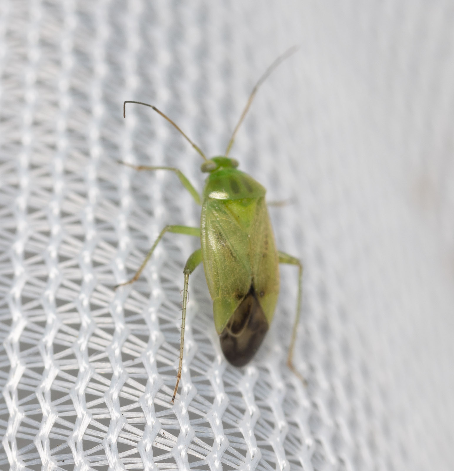 Apolygus lucorum (Meyer-Dur, 1843)