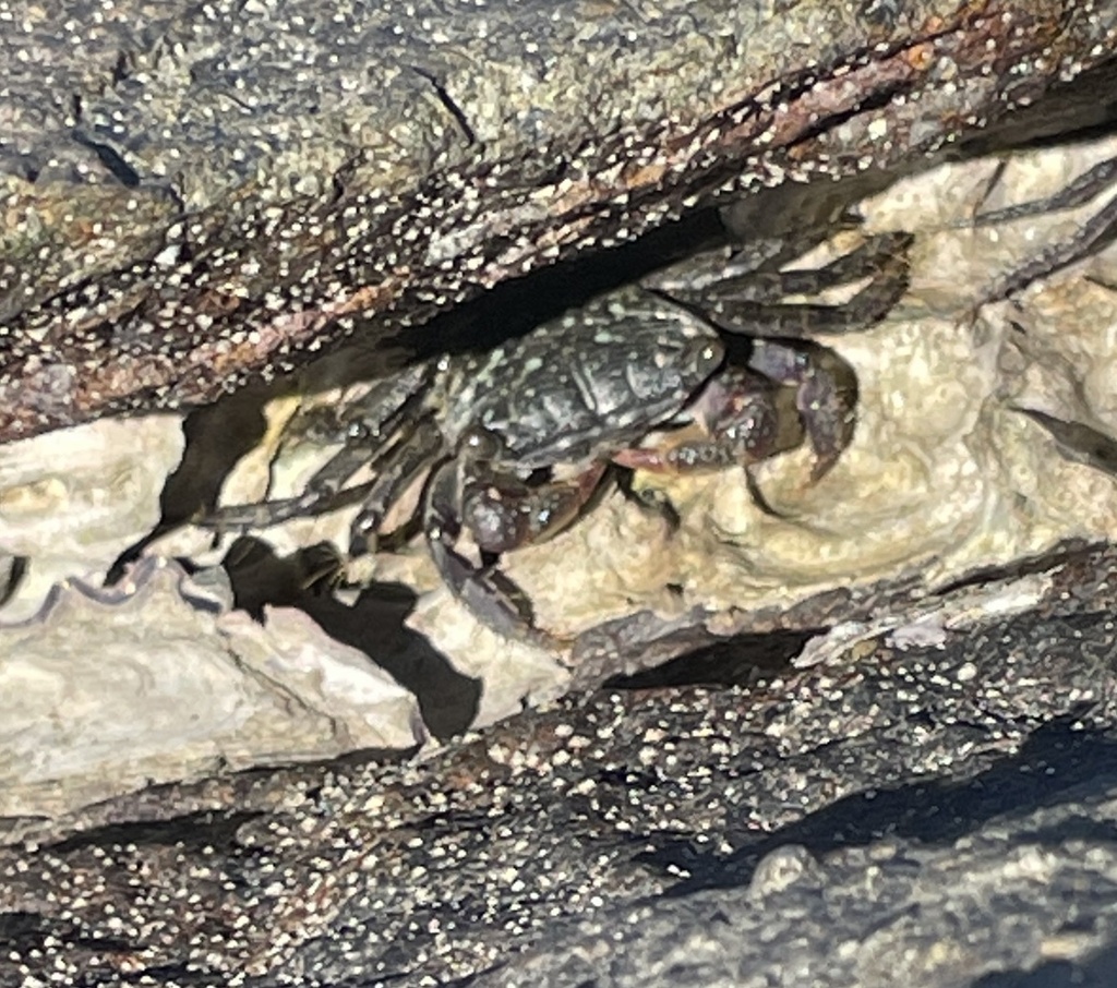 Shore Crabs from Davison Rd, Wilson Beach, QLD, AU on July 10, 2022 at ...