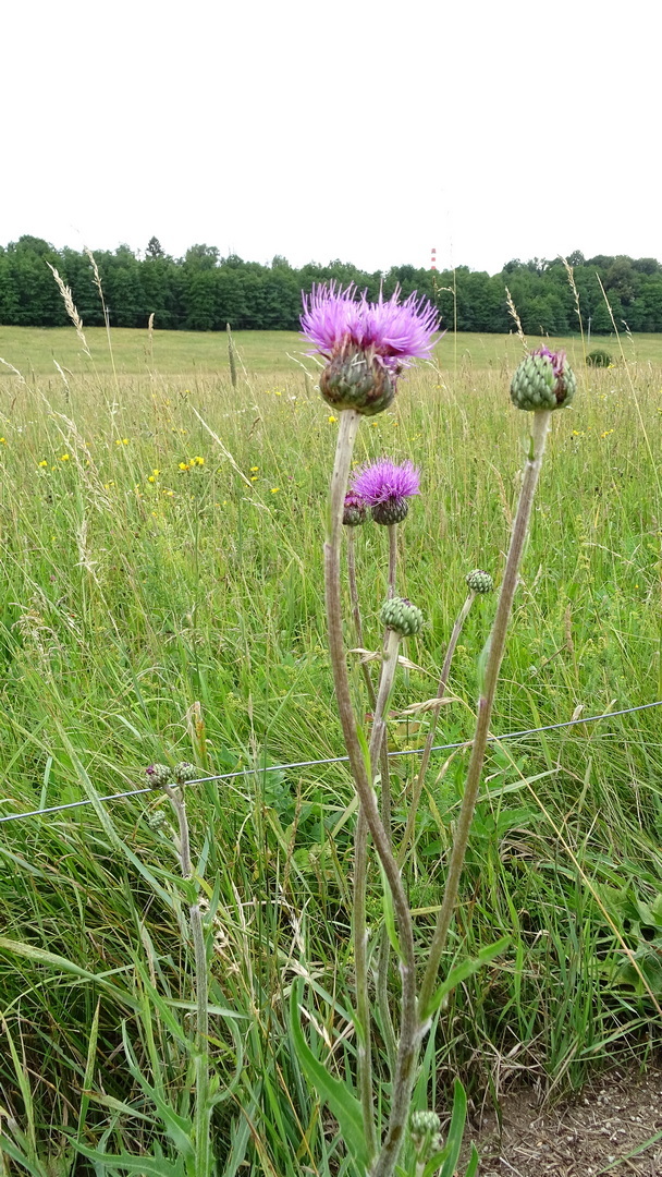 Cirsium canum (L.) All.