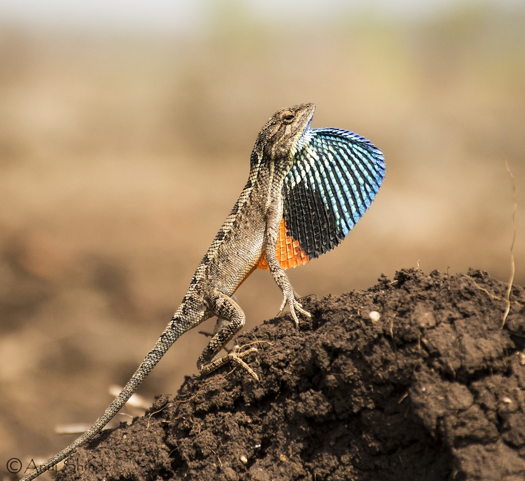Deccan Fan-throated Lizard from Mahatma Tekdi on June 3, 2018 at 09:53 ...
