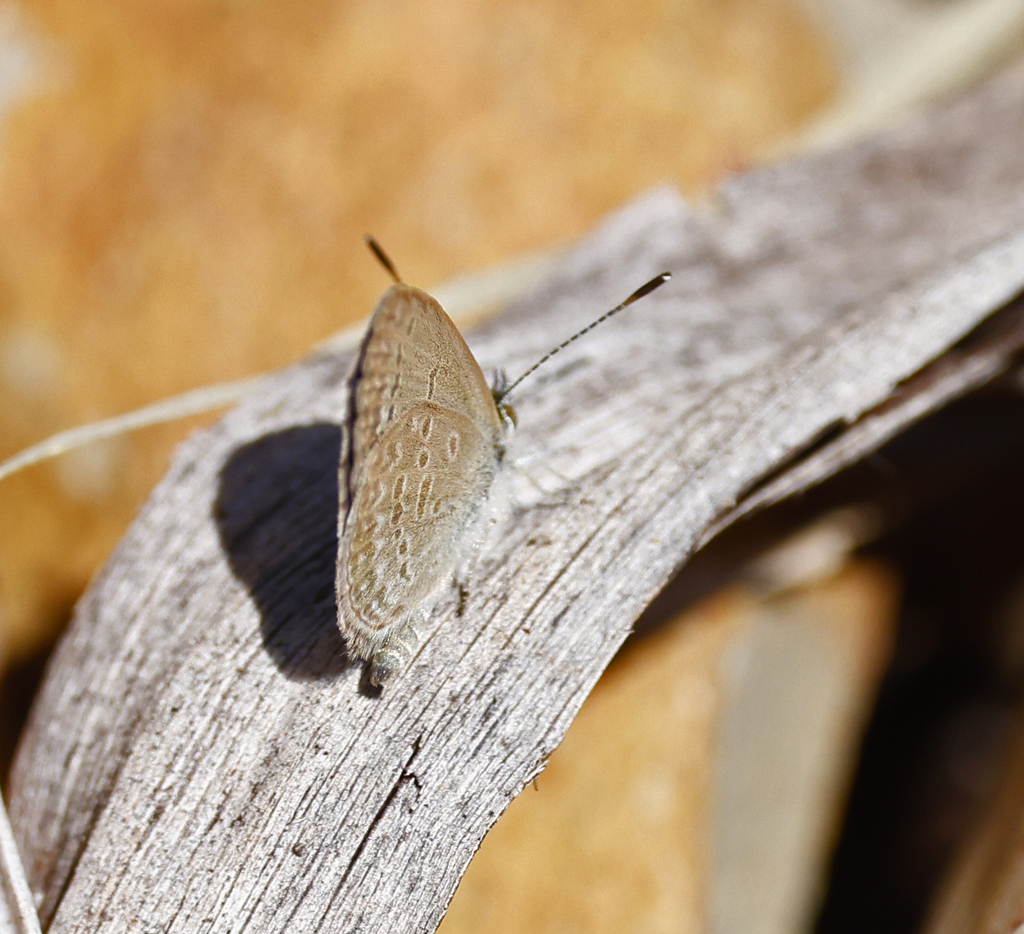 Lesser Grass Blue from Darwin NT, Australia on July 10, 2022 at 01:41 ...