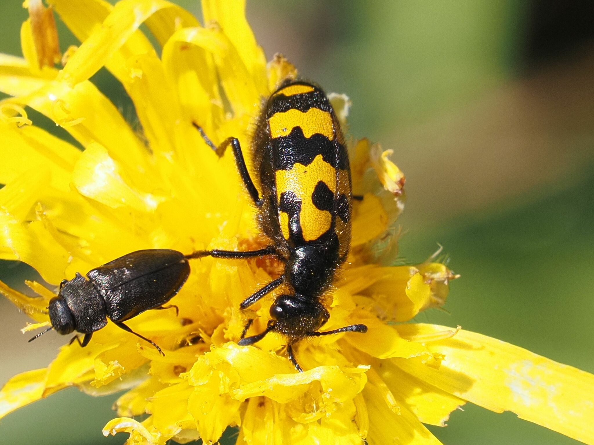 Hycleus polymorphus (Pallas, 1771)