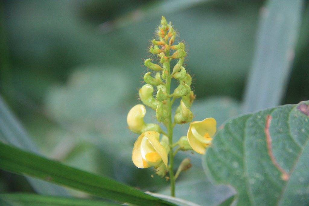 (Dunbaria fusca) - Botanical Realm