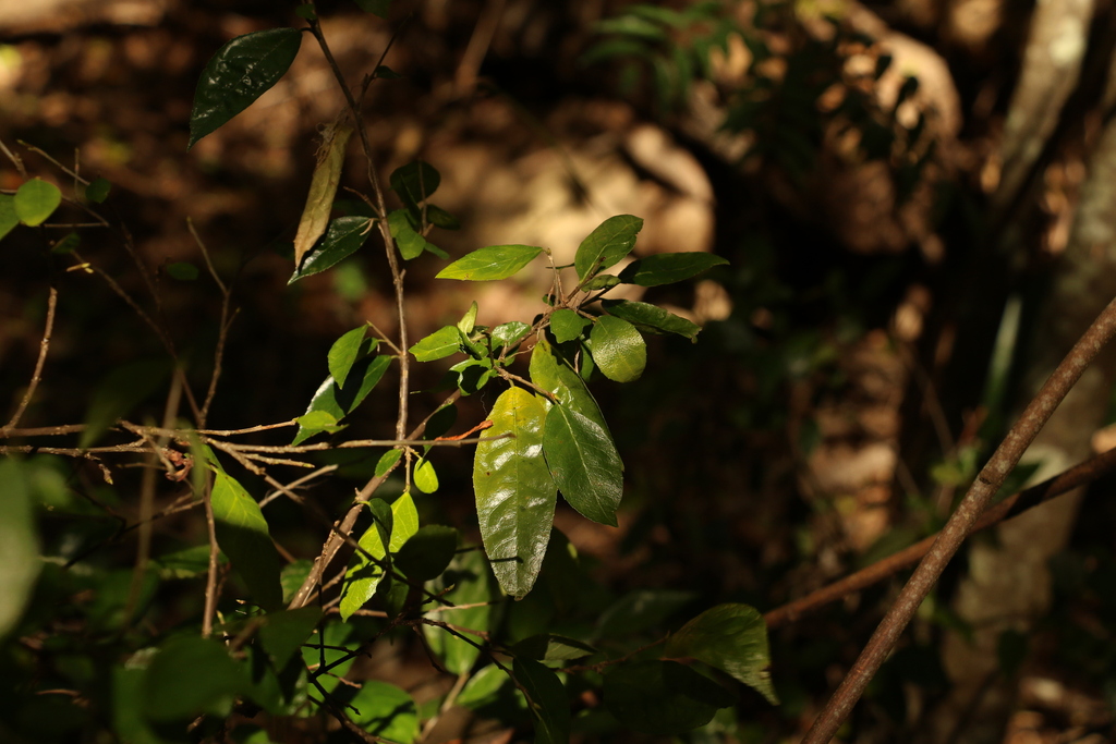 whalebone tree from Gold Coast QLD, Australia on July 10, 2022 at 12:38 ...