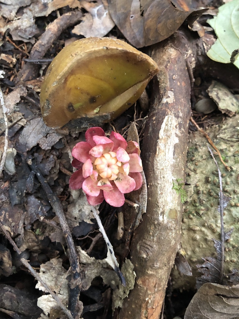 Idiotfruit (Idiospermum australiense) - Botanical Realm