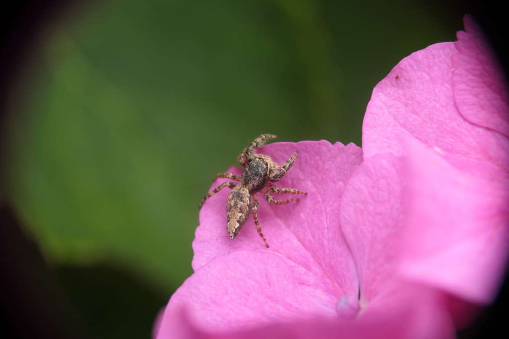 Fencepost jumping spider from 49565 Bramsche, Deutschland on July 08 ...