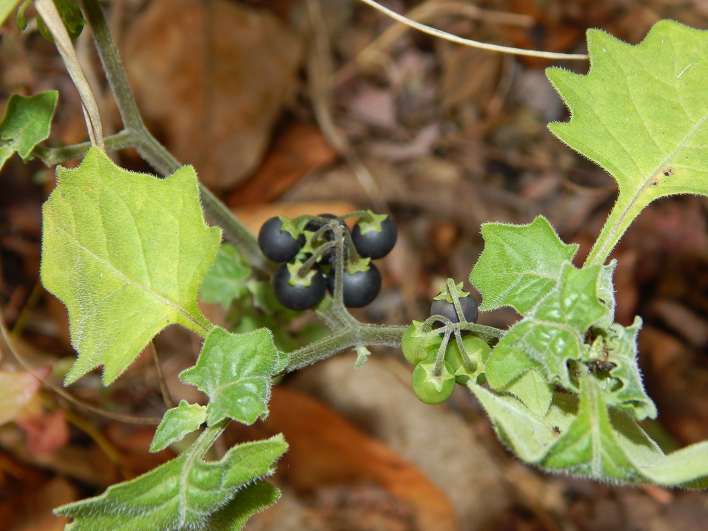 Solanum memphiticum from Mabukuwene Nature Reserve, Bulawayo on July 2 ...