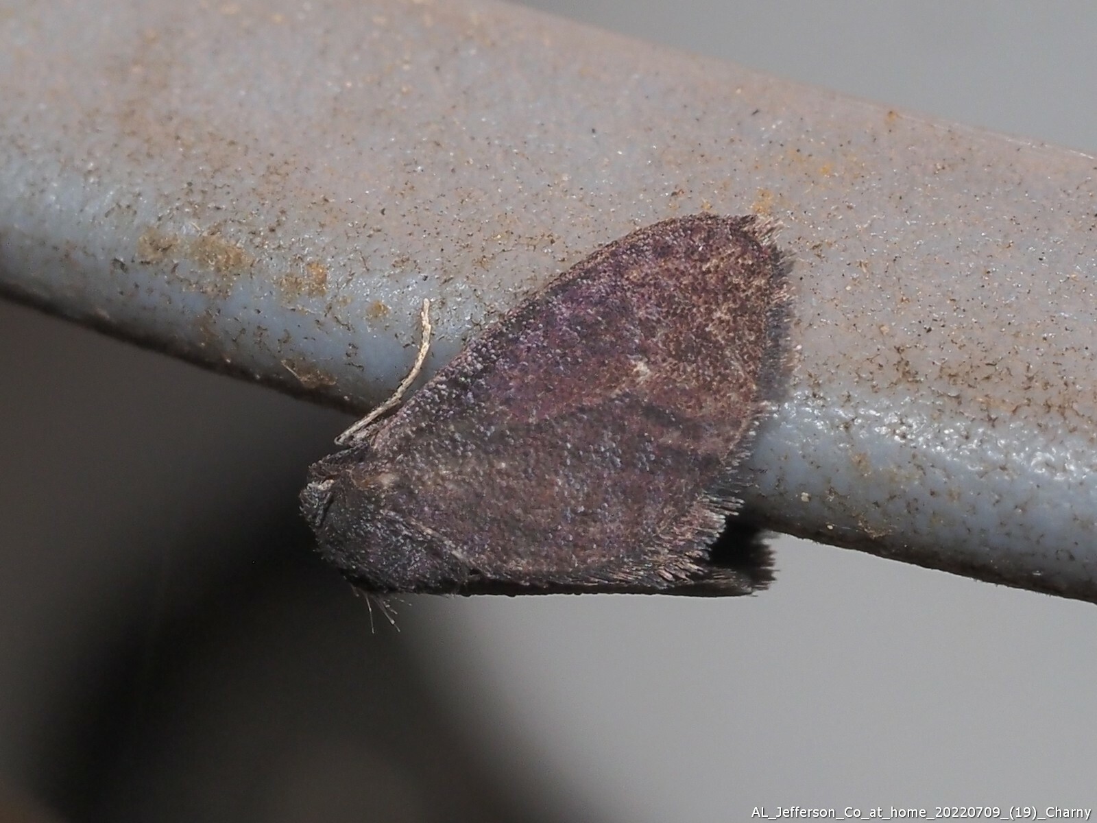 Epipyropidae