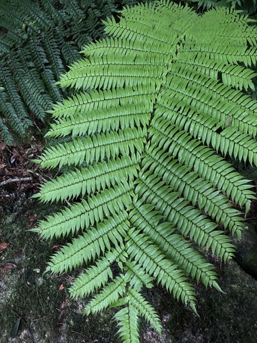 Cyathea rebeccae · iNaturalist Mexico