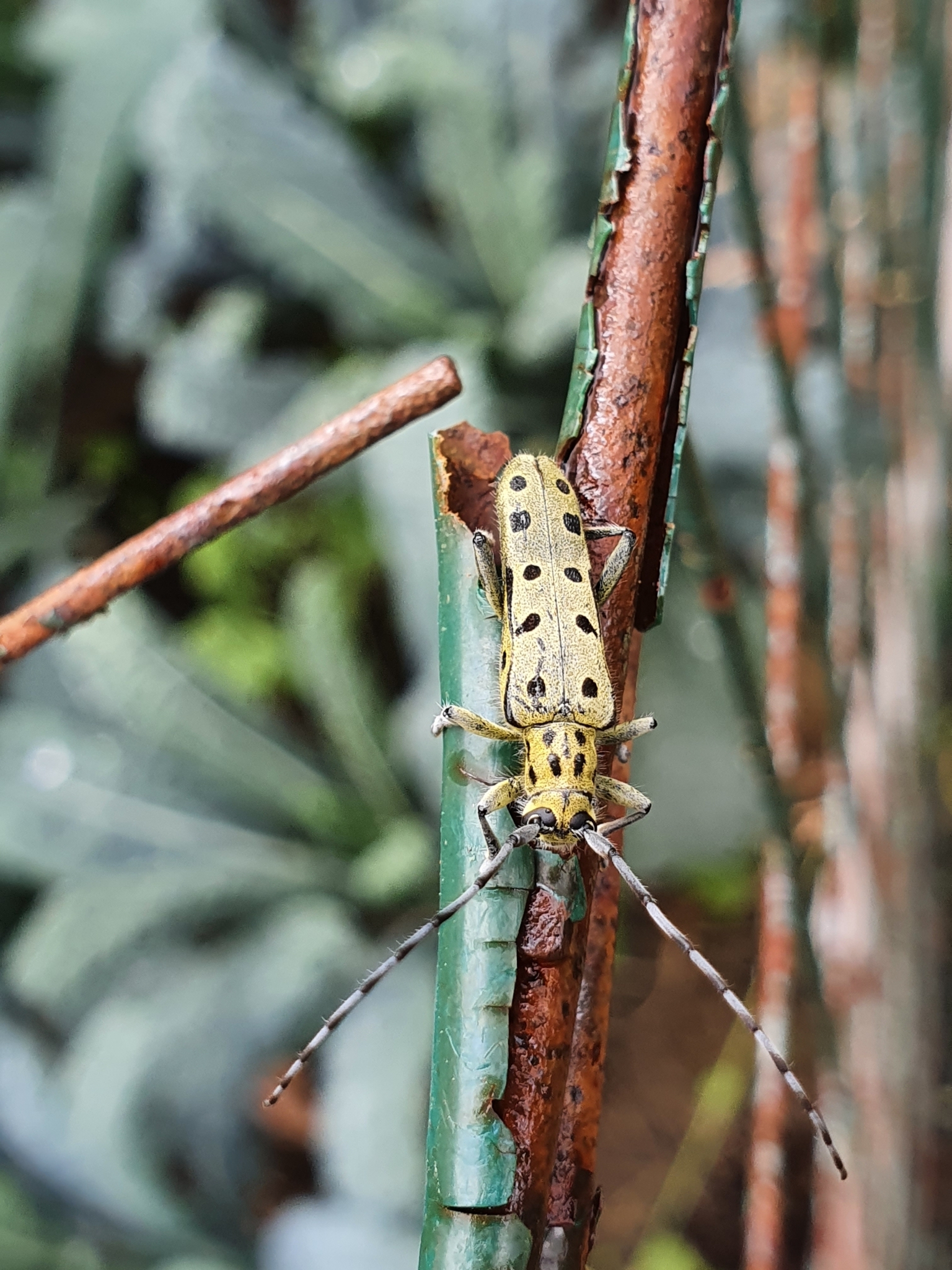 Saperda perforata (Pallas, 1773)