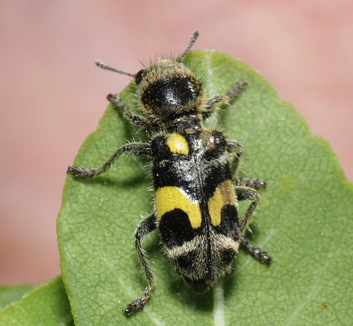 Enoclerus recurvatus · iNaturalist