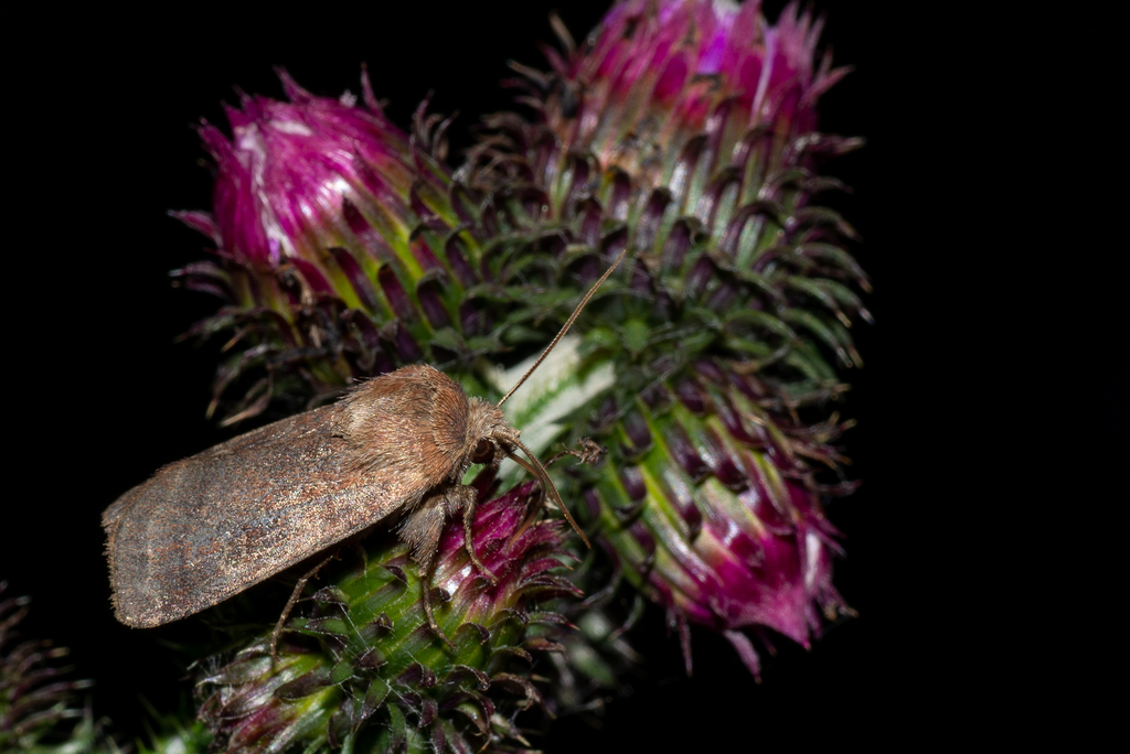 Small Square-spot from Мезень, Архангельская обл., Россия on July 9 ...