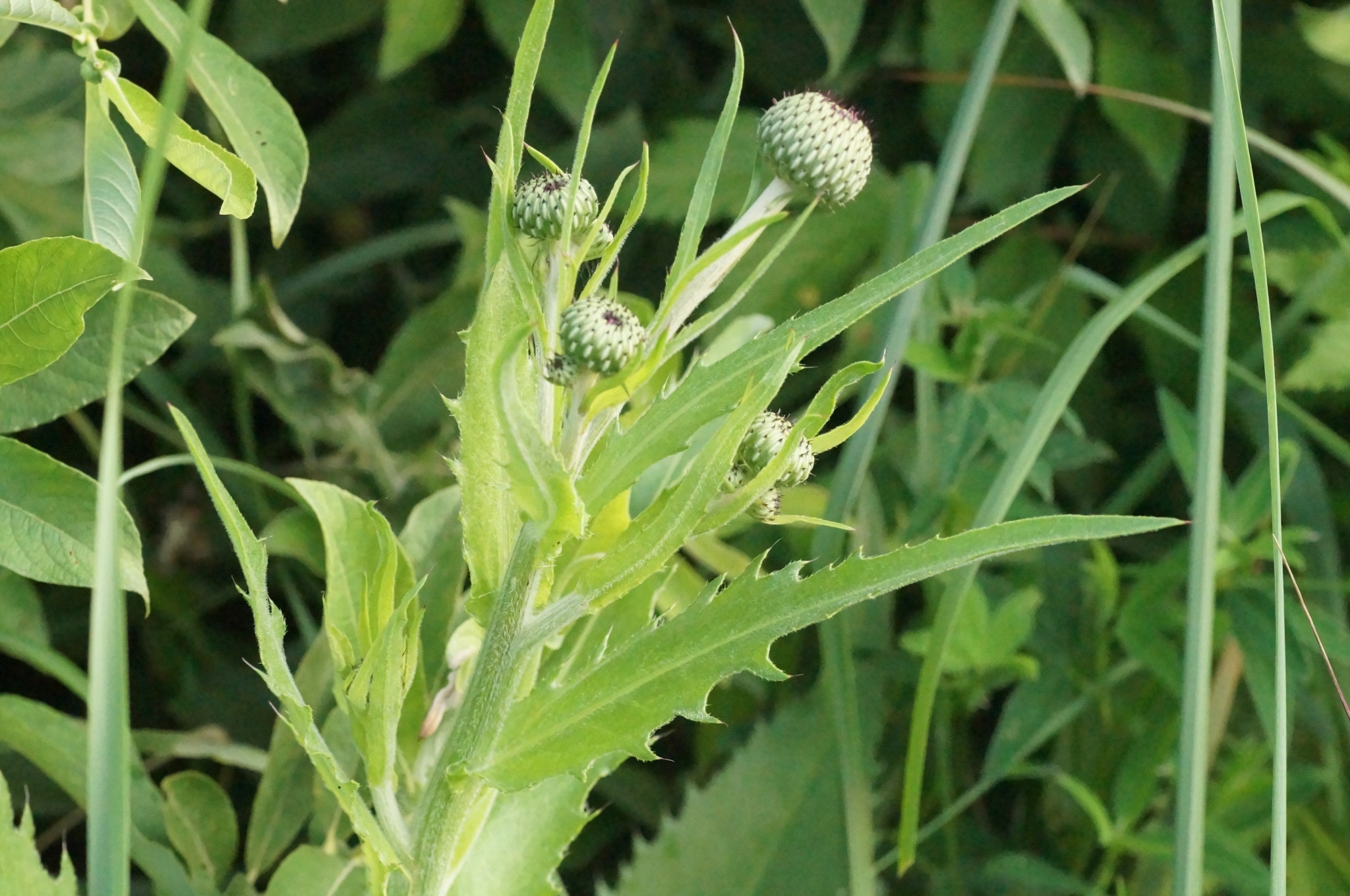 Cirsium canum (L.) All.