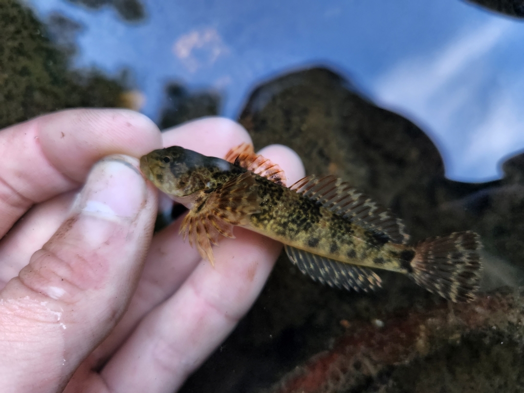 Slimy sculpin in July 2022 by Alexis Desmarais · iNaturalist