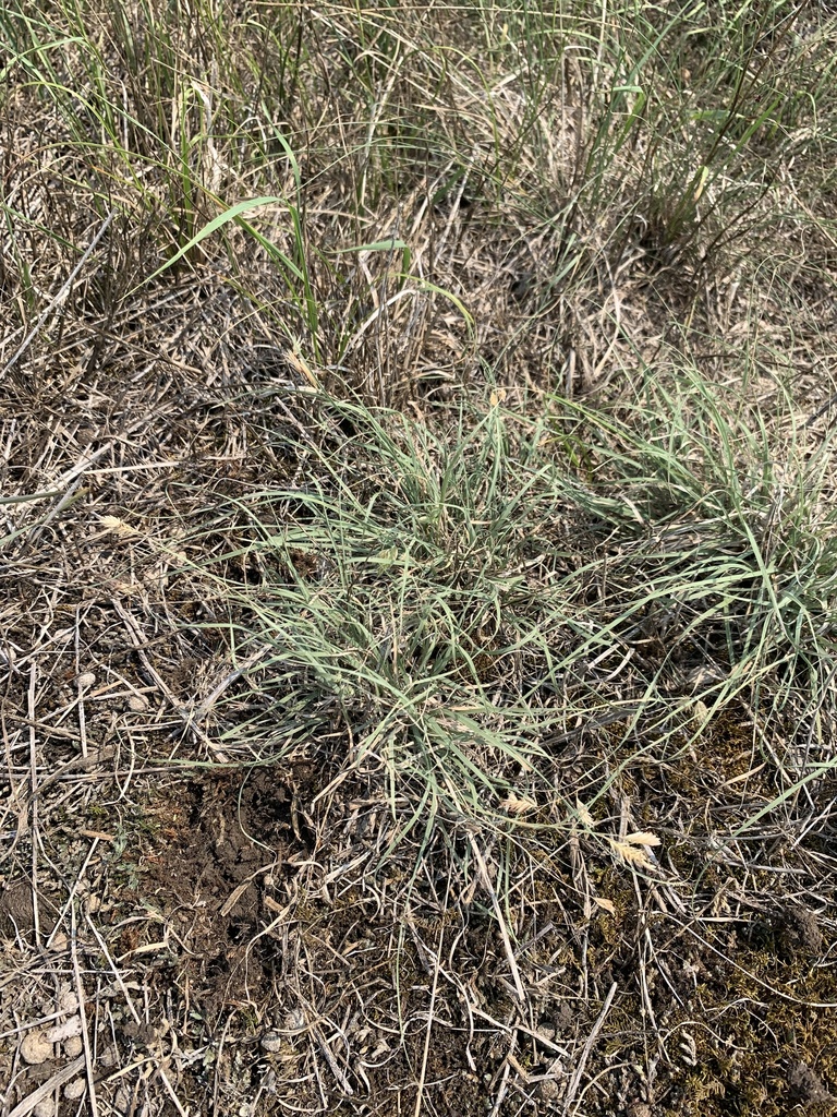 buffalograss in July 2021 by ogockman · iNaturalist