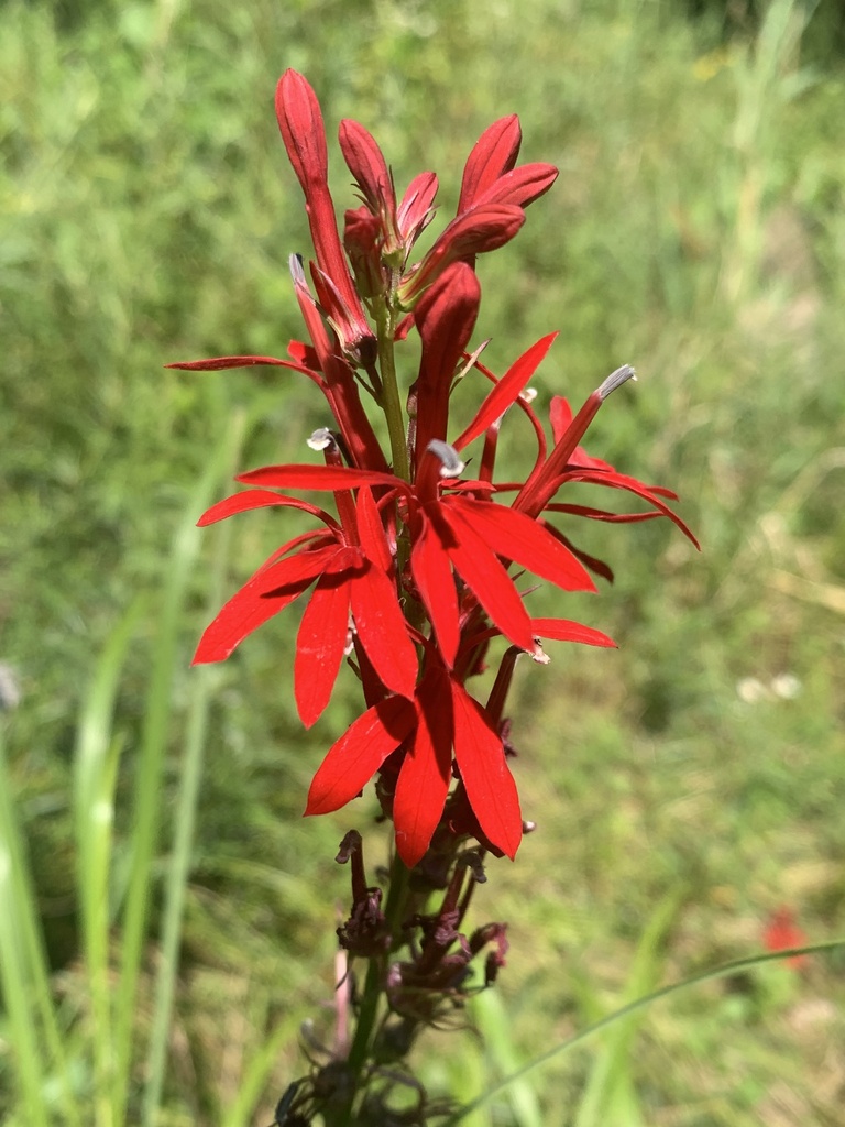 cardinal flower in August 2021 by ogockman · iNaturalist