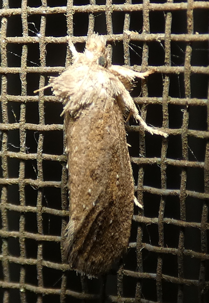 Grass Tubeworm Moths from Zona rural de Paudalho - Pernambuco on June ...