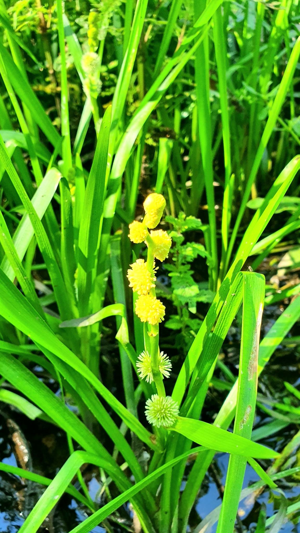 Sparganium emersum Rehmann