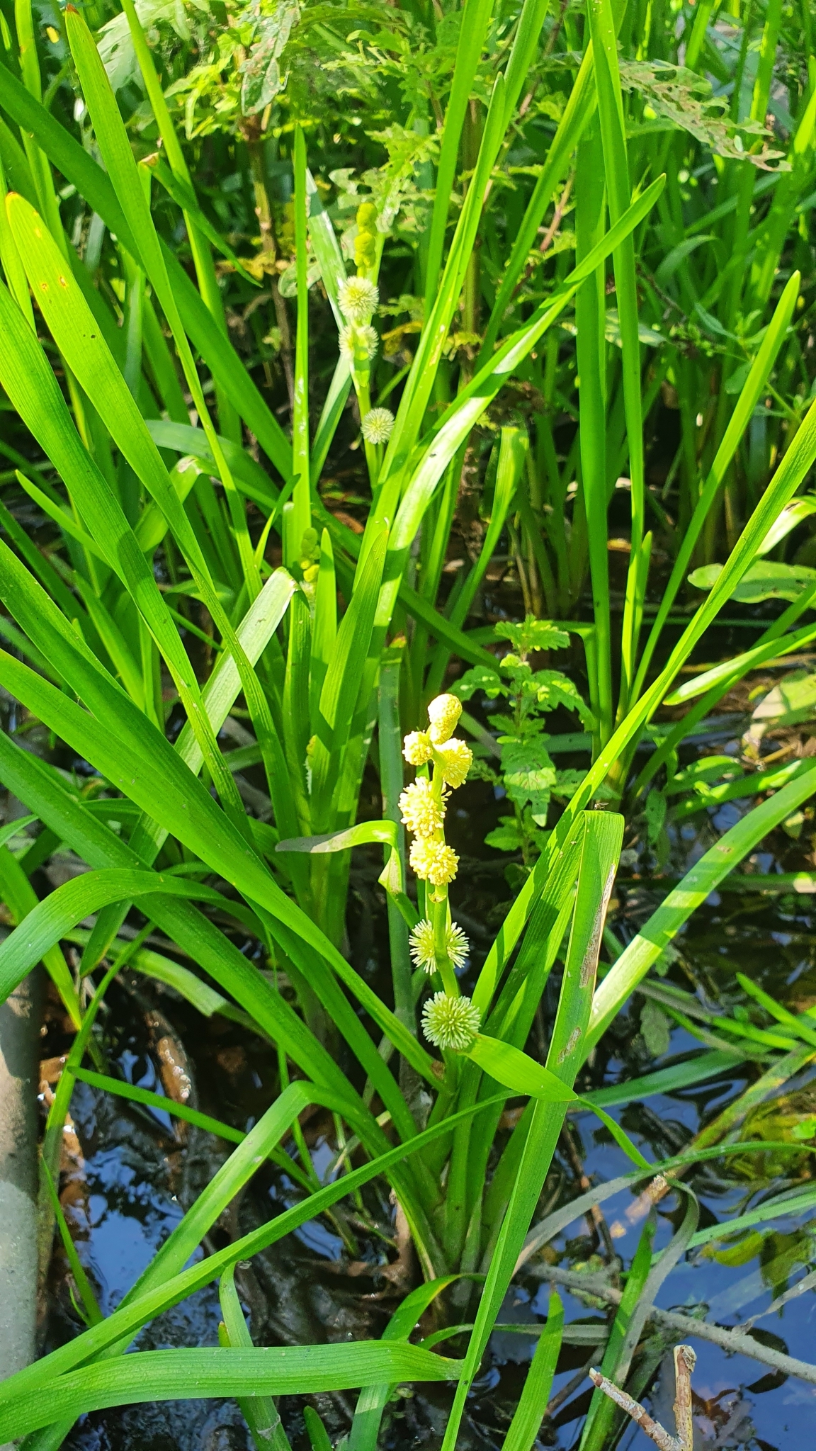 Sparganium emersum Rehmann