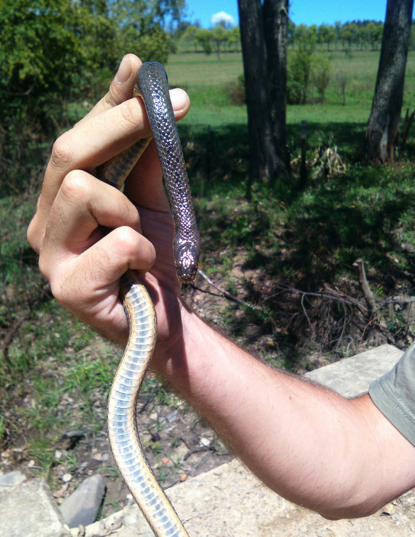 Lycodonomorphus laevissimus (Günther, 1862)