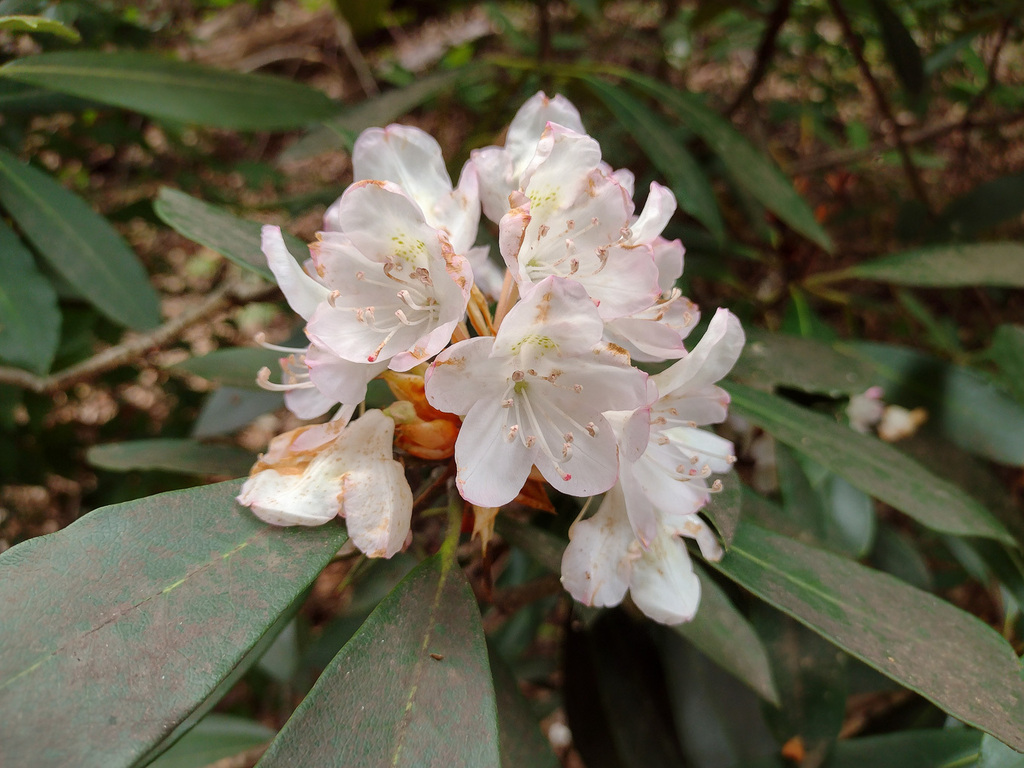 great rhododendron from Glencarlyn Park, Arlington, VA, USA on July 8 ...