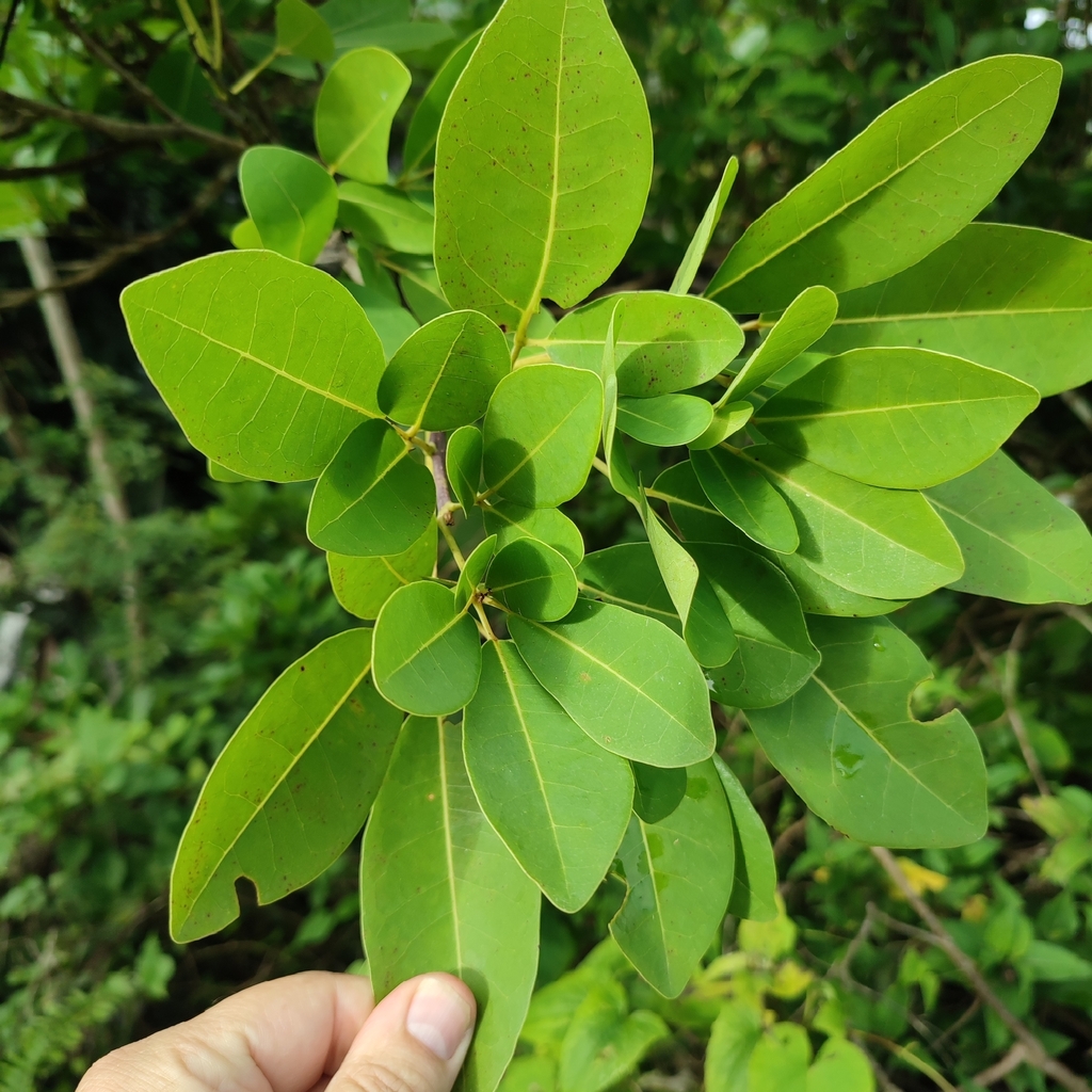 Tabebuia pallida from Saint Peter, MS on July 10, 2022 at 07:06 AM by ...