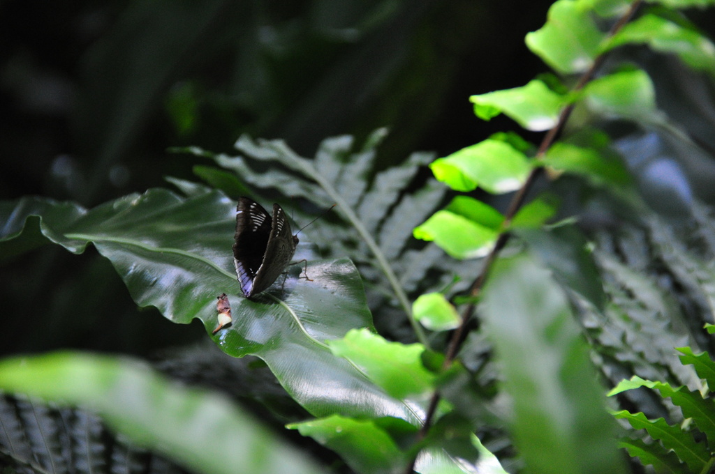White-edged blue baron from 罗湖区, 深圳市, 广东省, CN on July 10, 2022 at 10:10 ...