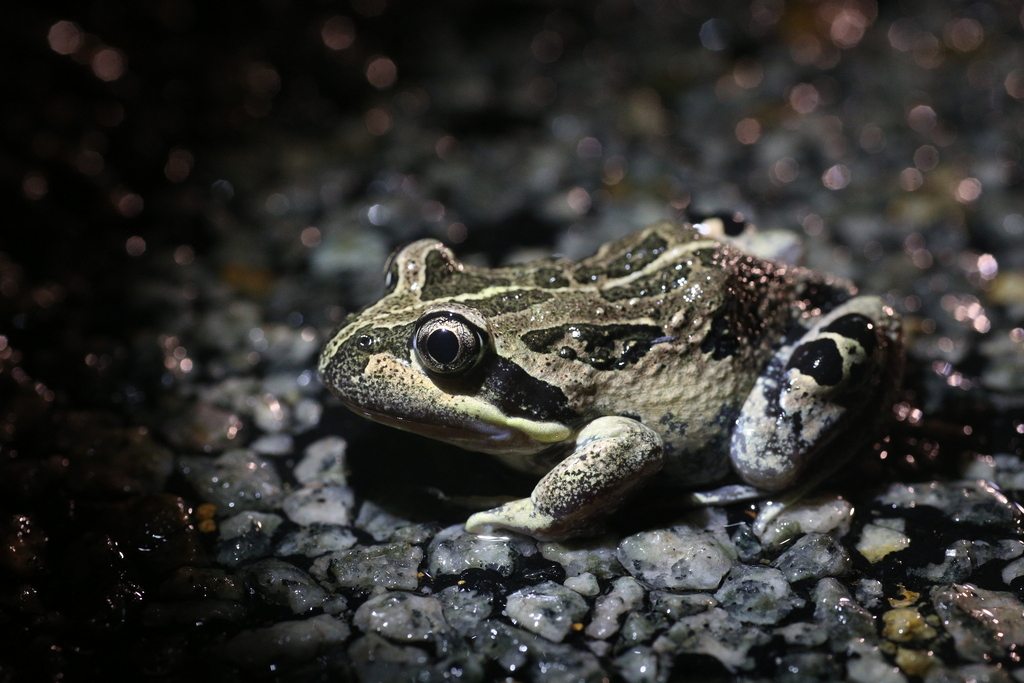Western Banjo Frog from Carnamah WA 6517, Australia on July 09, 2022 at ...