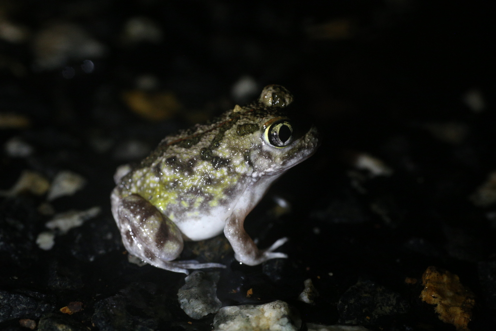 Humming Frog from Carnamah WA 6517, Australia on July 9, 2022 at 10:07 ...