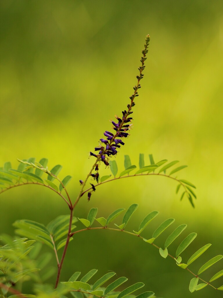 Smooth False Indigo (Amorpha laevigata) - Botanical Realm