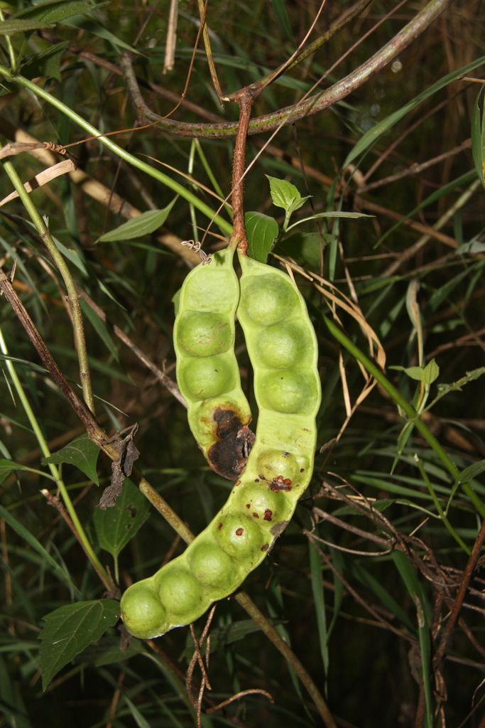 Entada glandulosa from PHQF+XFQ, Nam Nao, Nam Nao District, Phetchabun ...