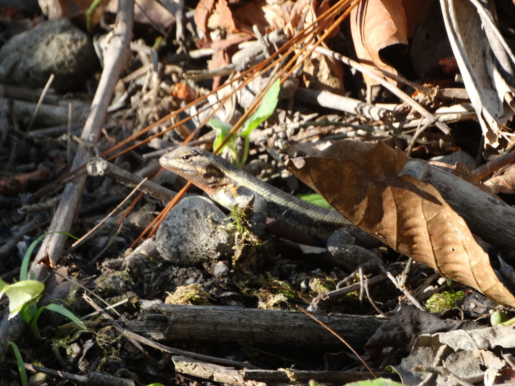 Rose-bellied Lizard from Atotocoyan Tlatlauquitepec on April 07, 2018 ...