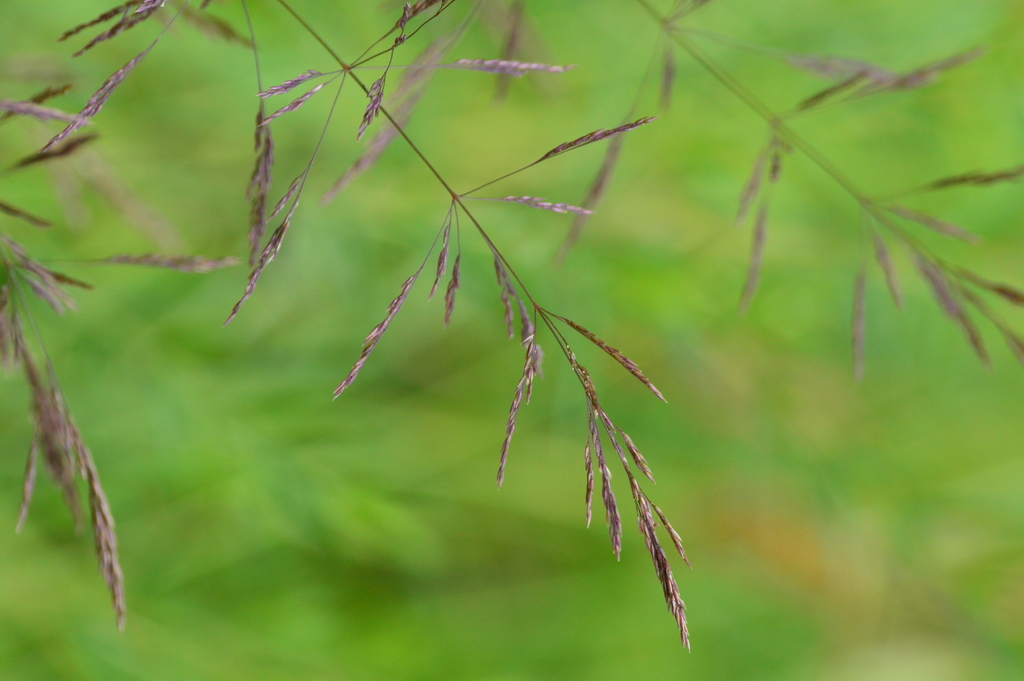 red top (Plants of Chatfield State Park) · iNaturalist