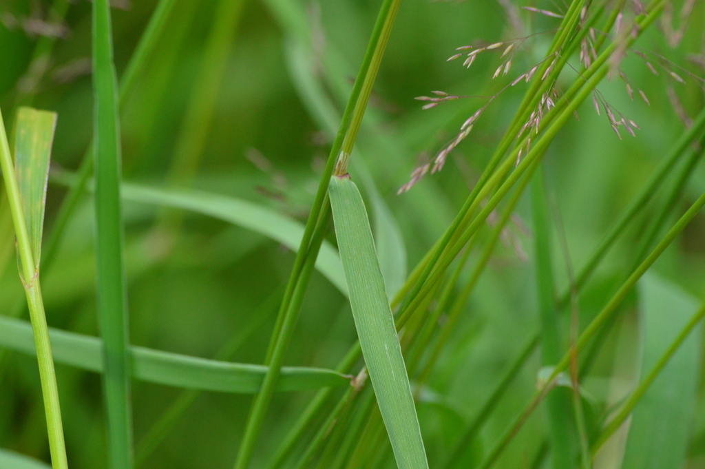 red top (Plants of Chatfield State Park) · iNaturalist