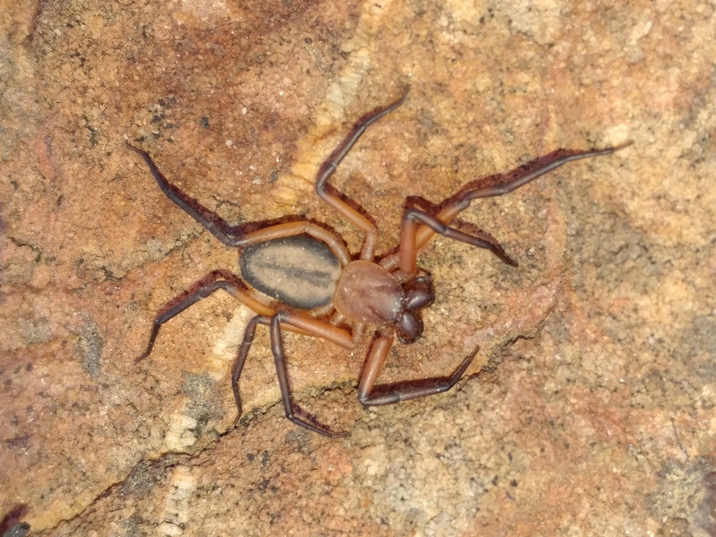 Southern African Scorpion Spiders from Central Karoo DC, South Africa ...