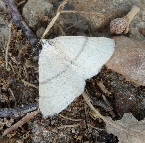 Genus Adactylotis · iNaturalist