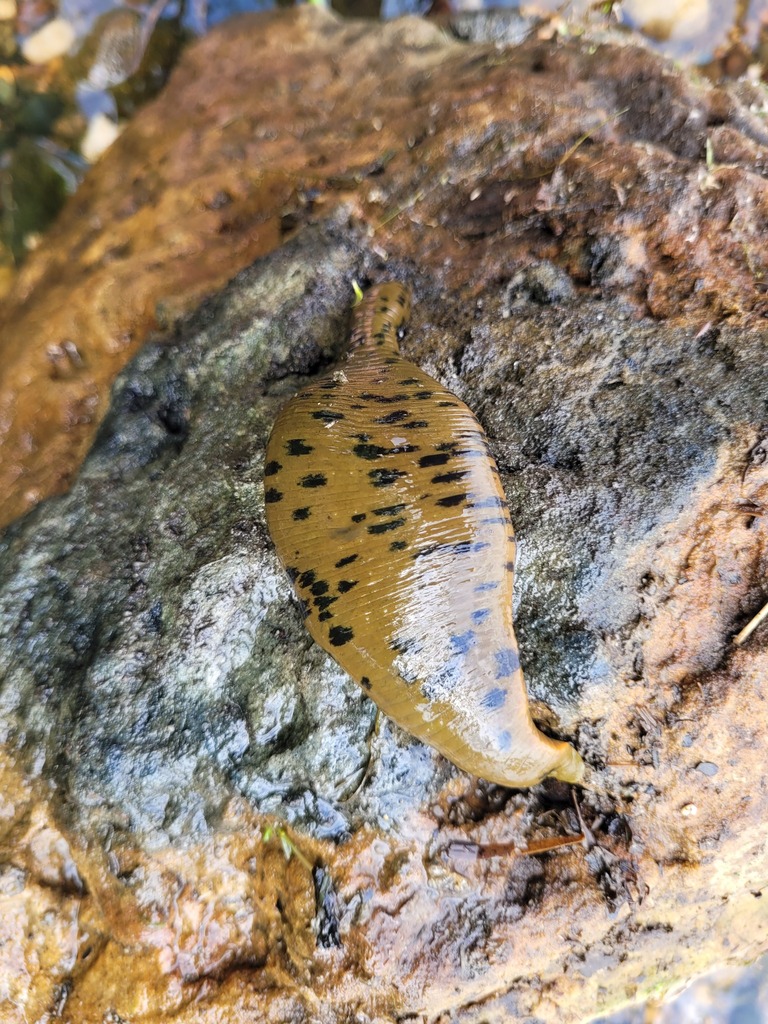 Proboscisless Leeches from Otter Tail County, MN, USA on July 9, 2022 ...